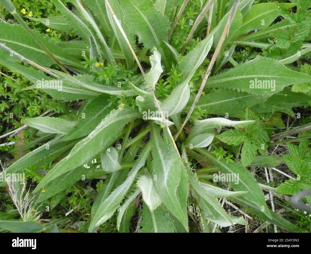 Queen Anne's thistle (Cirsium canum Stock Photo - Alamy