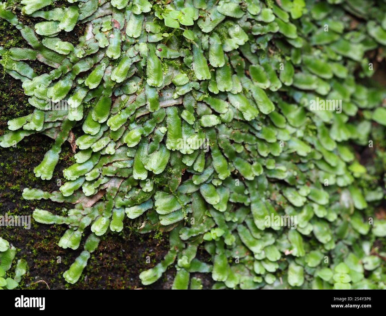 Hemisphaeric Liverwort (Reboulia hemisphaerica Stock Photo - Alamy