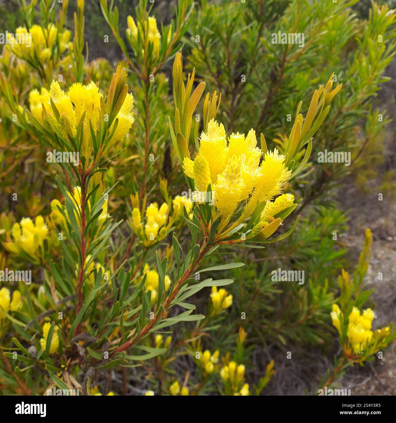 Broadleaf Featherbush (Aulax umbellata Stock Photo - Alamy