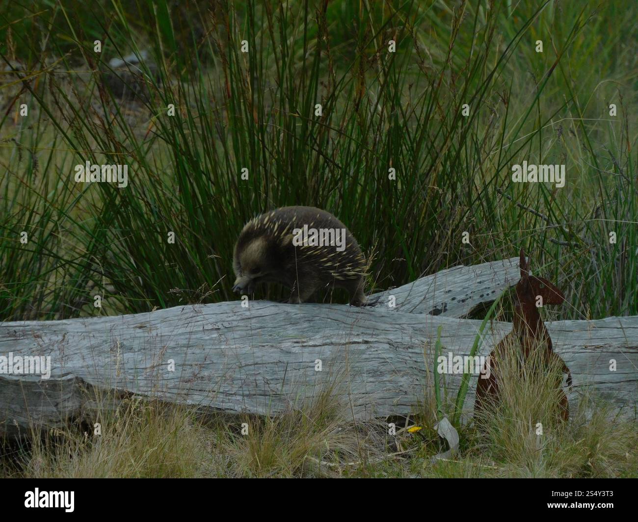 Tasmanian Echidna (Tachyglossus aculeatus setosus Stock Photo - Alamy