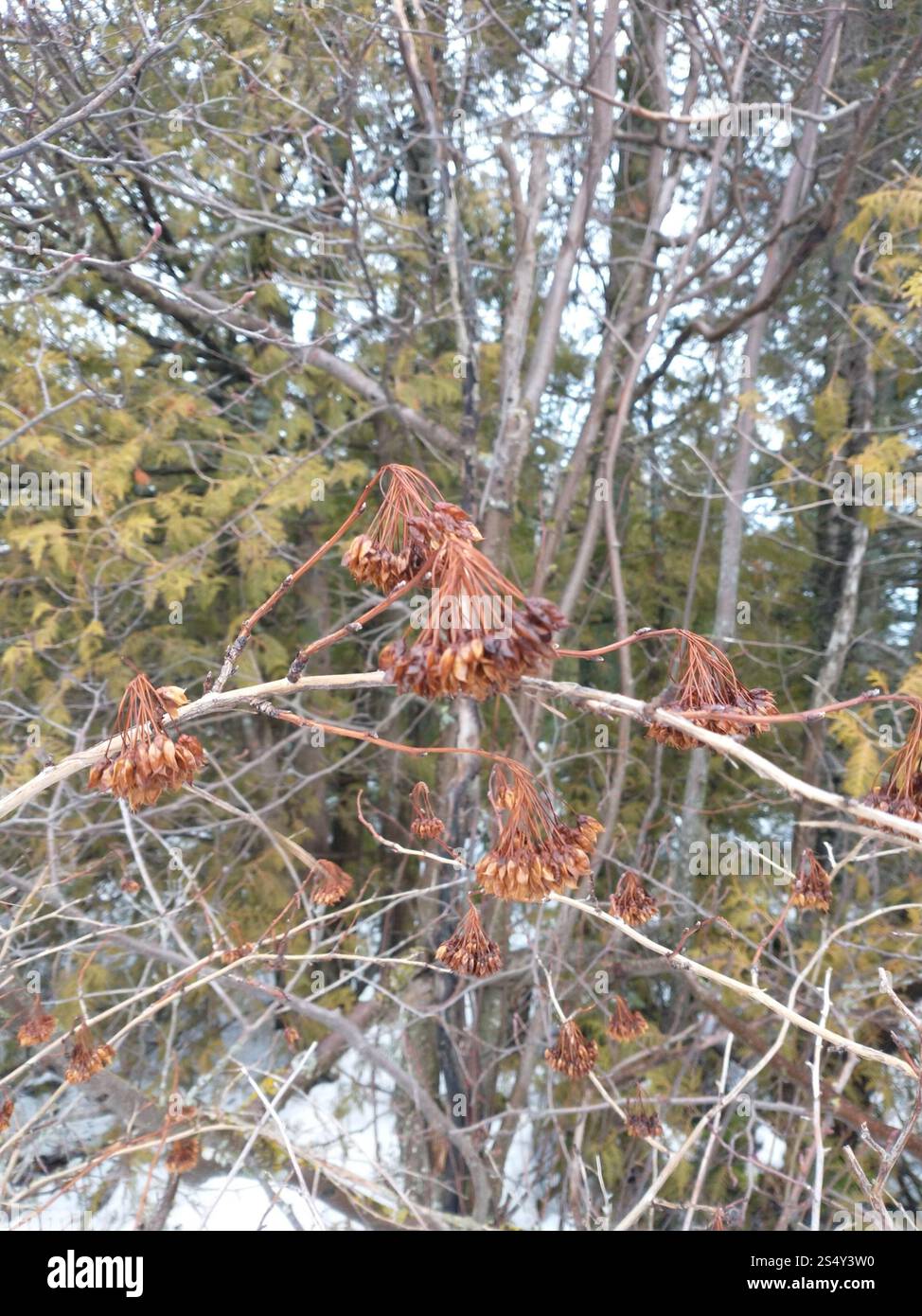 common ninebark (Physocarpus opulifolius Stock Photo - Alamy