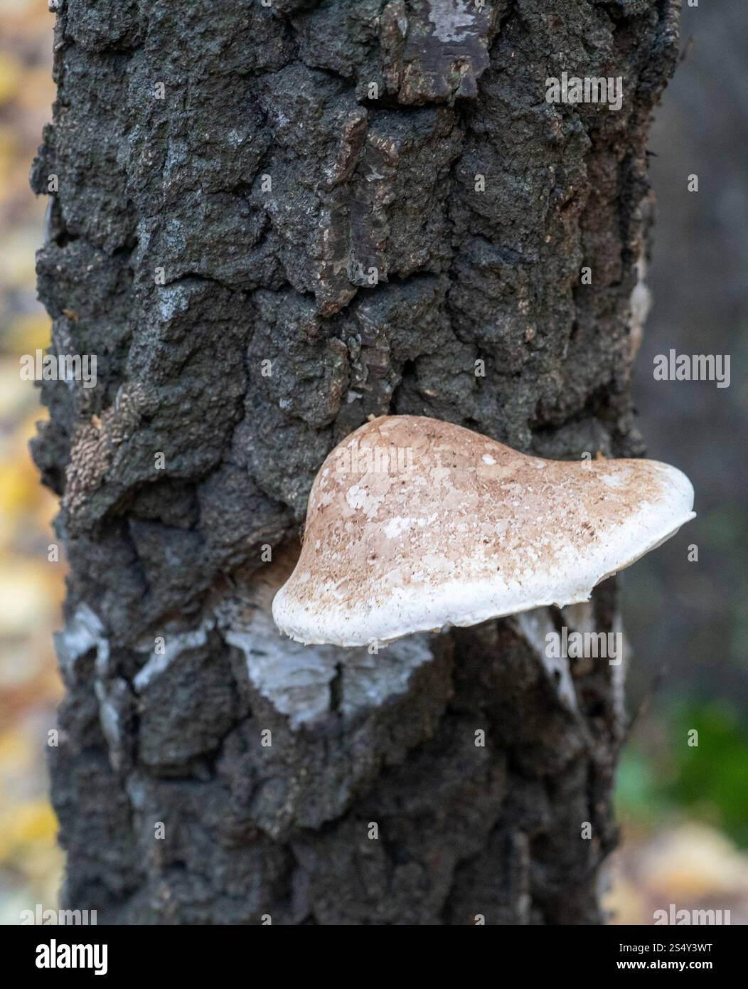 birch polypore (Fomitopsis betulina Stock Photo - Alamy
