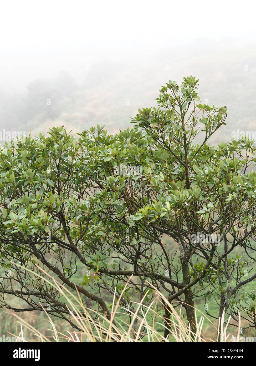 Red Machilus (Machilus thunbergii Stock Photo - Alamy
