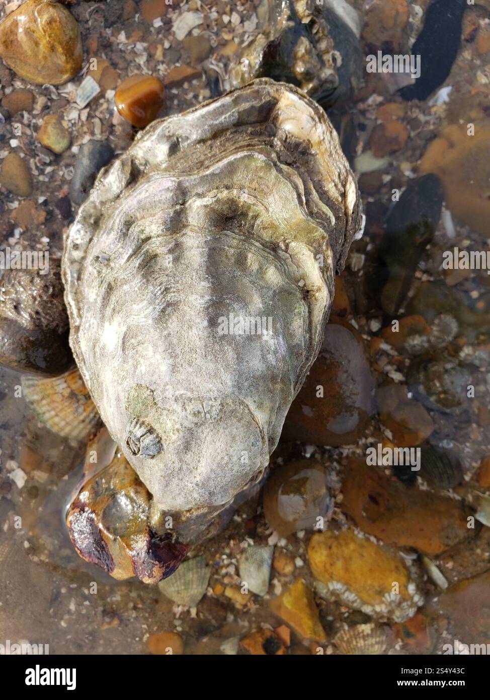 Pacific Oyster (Magallana gigas Stock Photo - Alamy