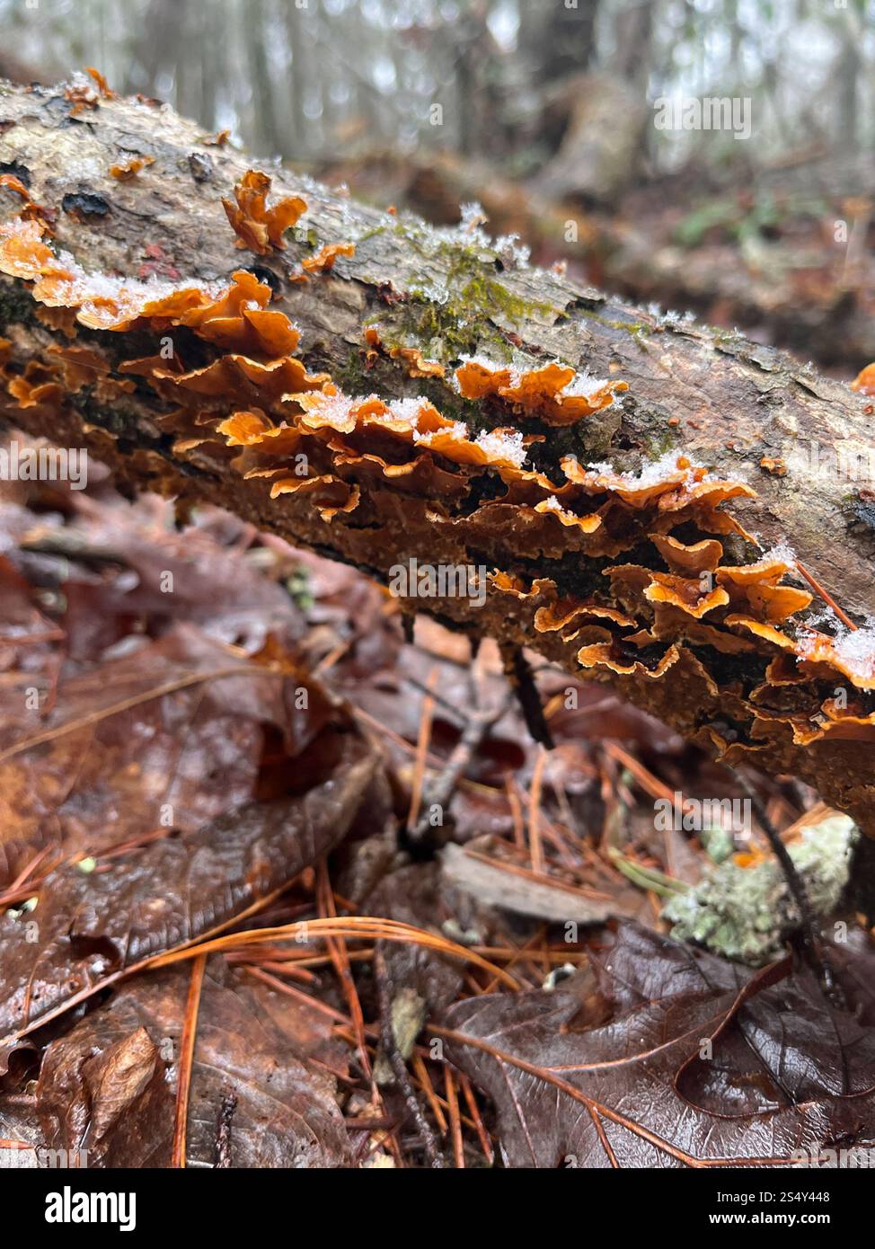 crowded parchment (Stereum complicatum Stock Photo - Alamy