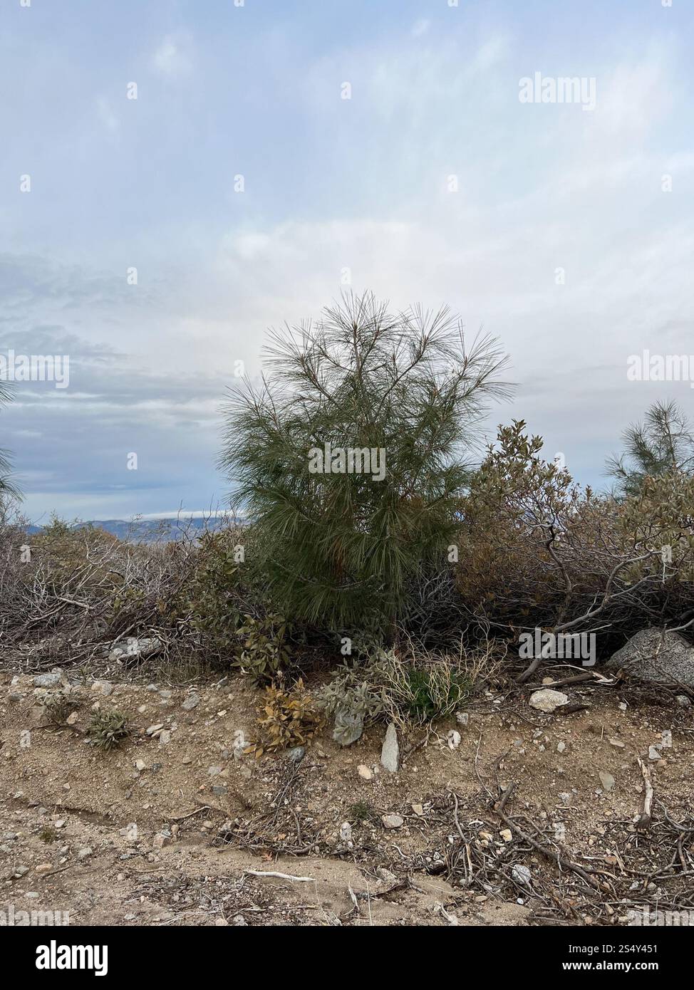 gray pine (Pinus sabiniana Stock Photo - Alamy