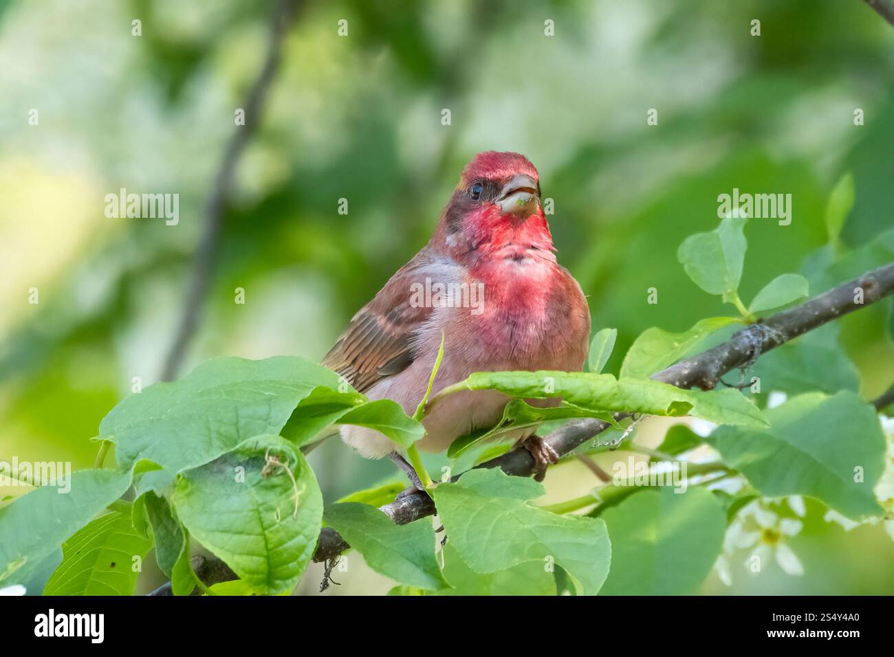 Common rosefinch europe hi-res stock photography and images - Alamy