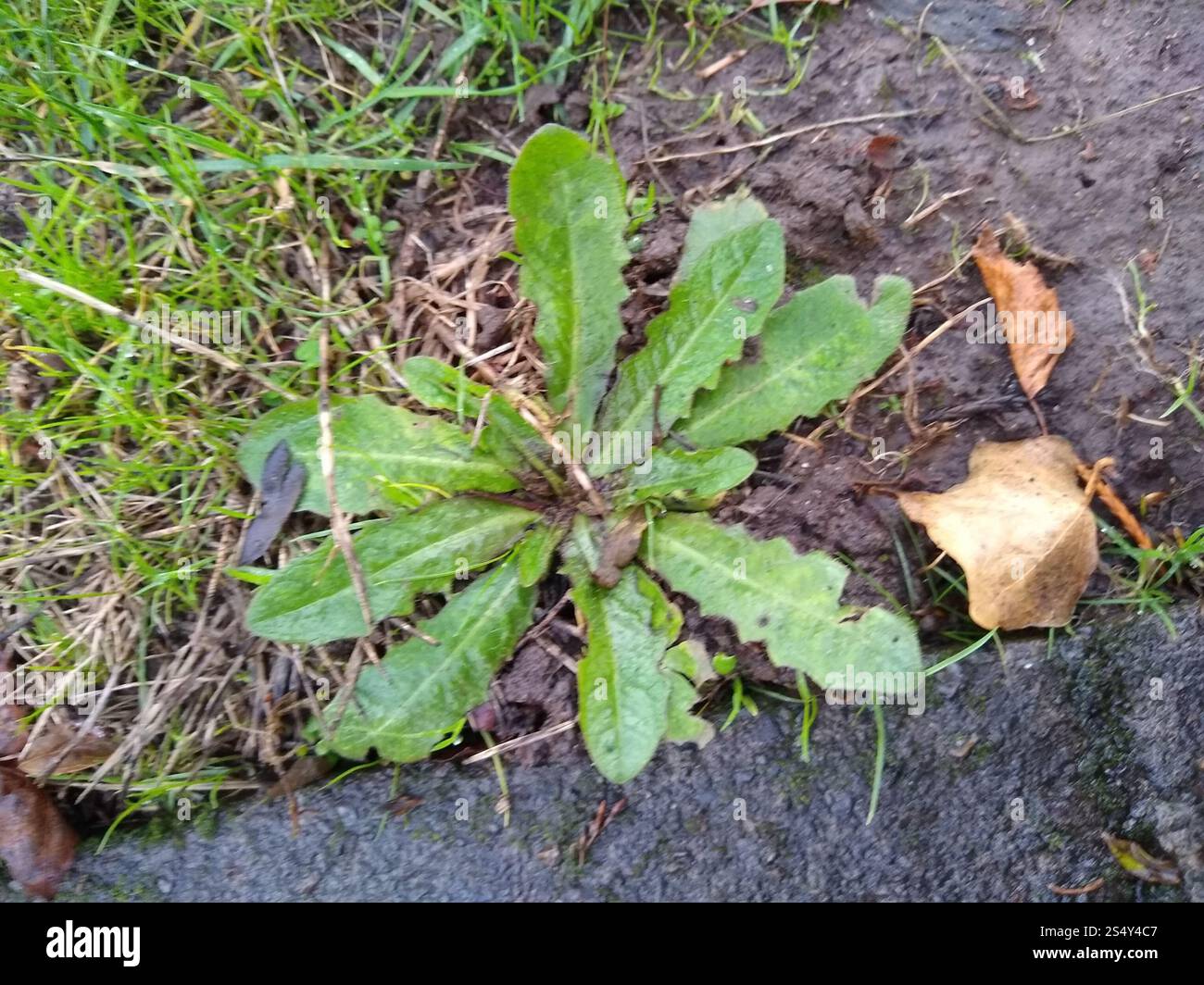 Common Cat's-ear (Hypochaeris radicata Stock Photo - Alamy