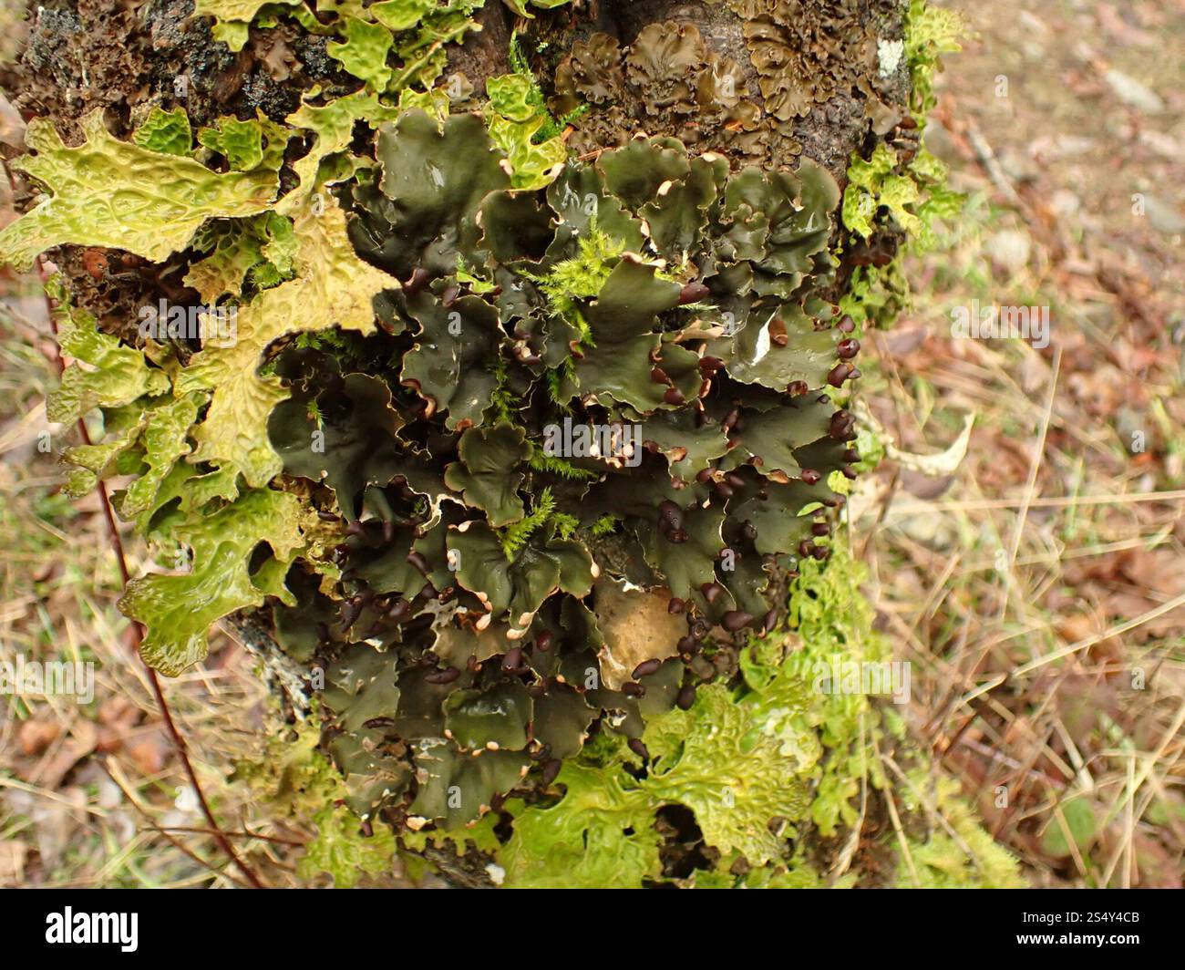 tree pelt lichen (Peltigera collina Stock Photo - Alamy