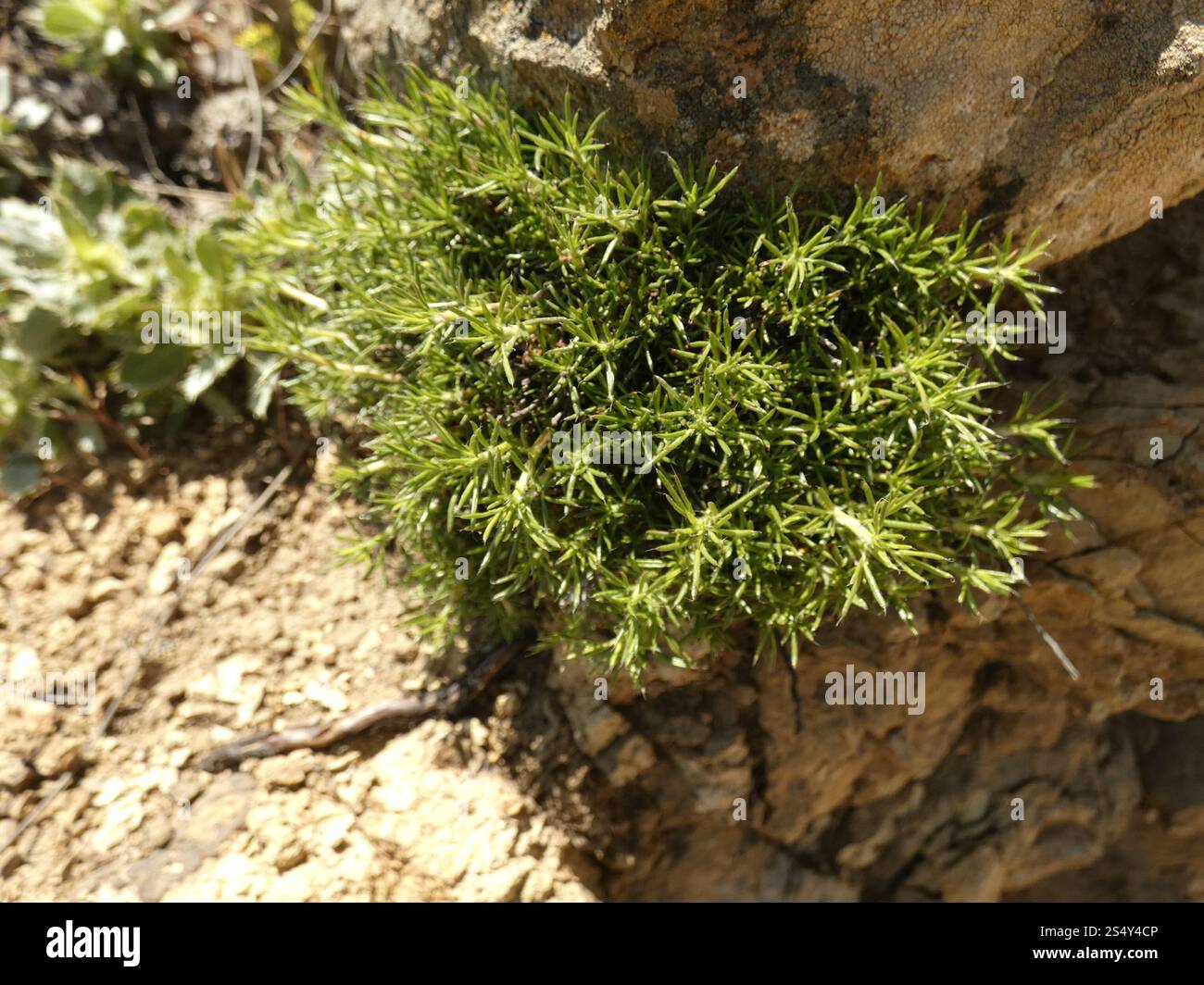 Pearl fruit (Margyricarpus pinnatus Stock Photo - Alamy