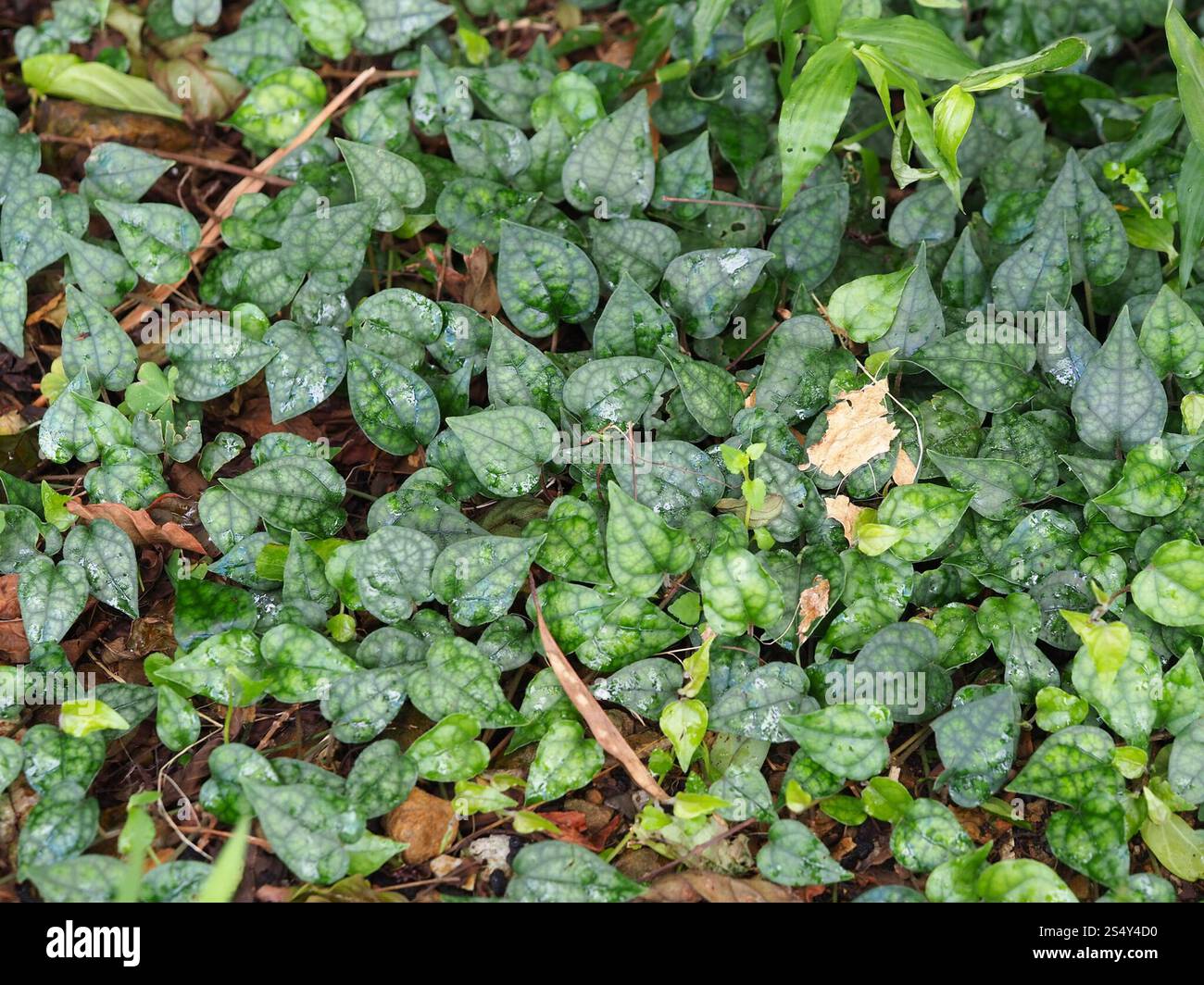 Japanese pepper (Piper kadsura Stock Photo - Alamy