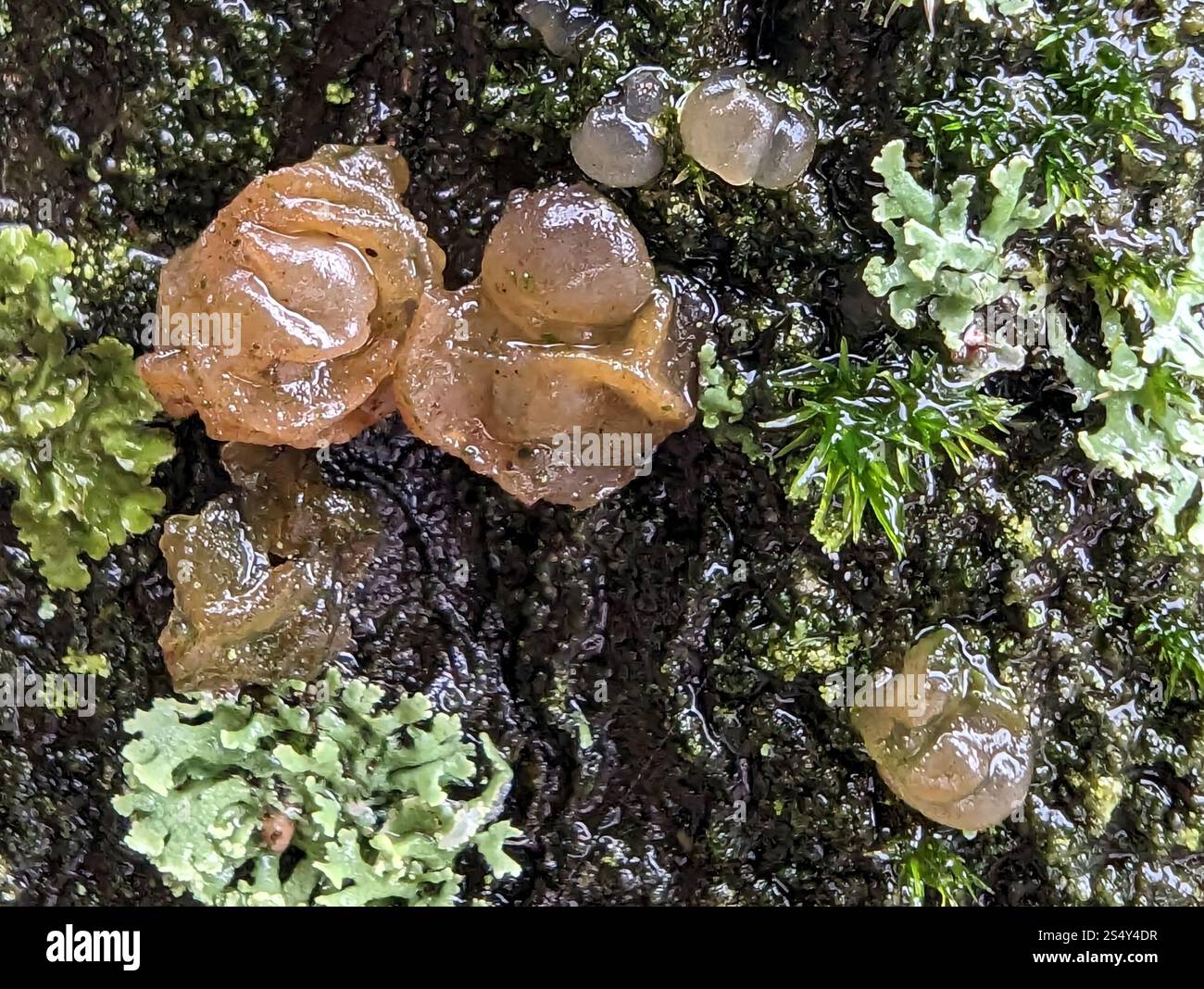 Crystal Brain Fungus (Myxarium nucleatum Stock Photo - Alamy