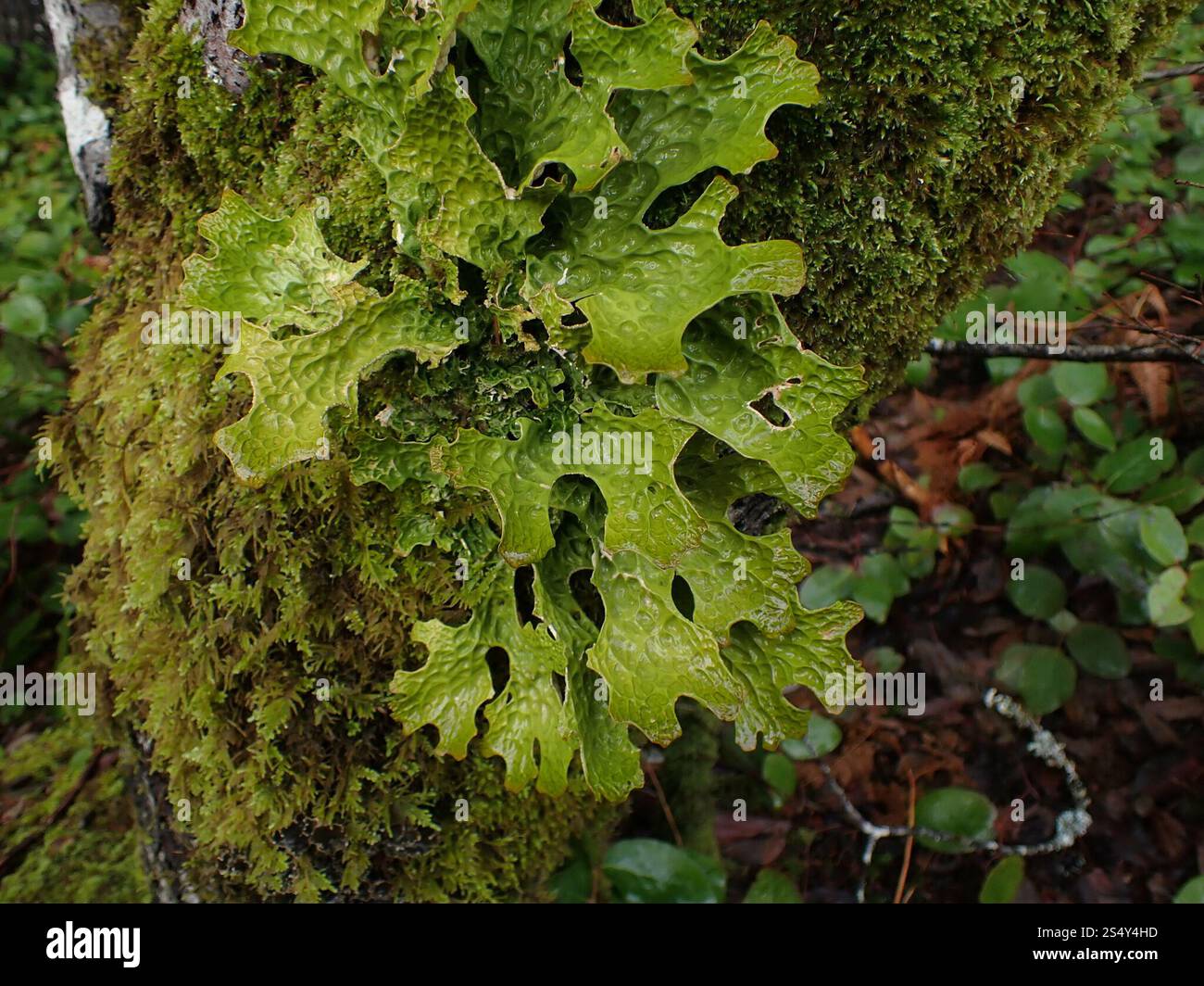 Tree Lungwort (Lobaria pulmonaria Stock Photo - Alamy