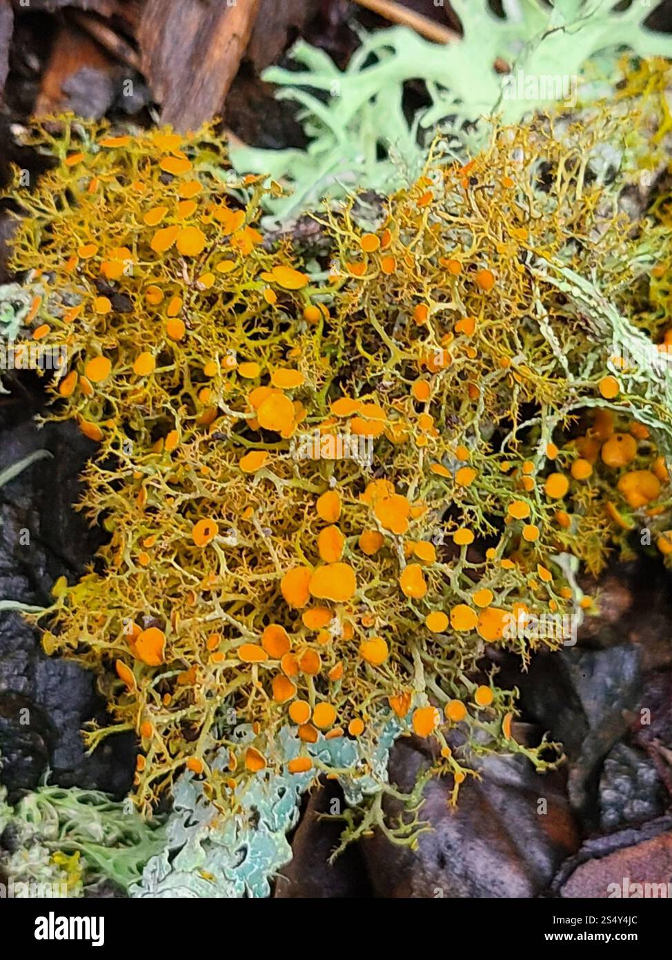 Golden Hair-lichen (Teloschistes flavicans Stock Photo - Alamy