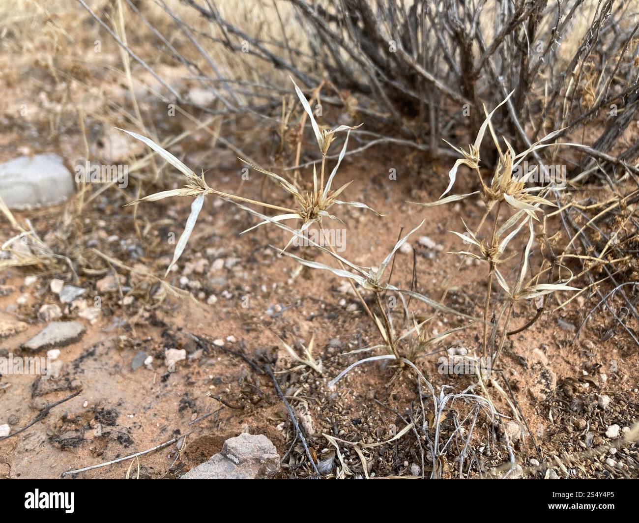 False Buffalograss (Munroa squarrosa Stock Photo - Alamy