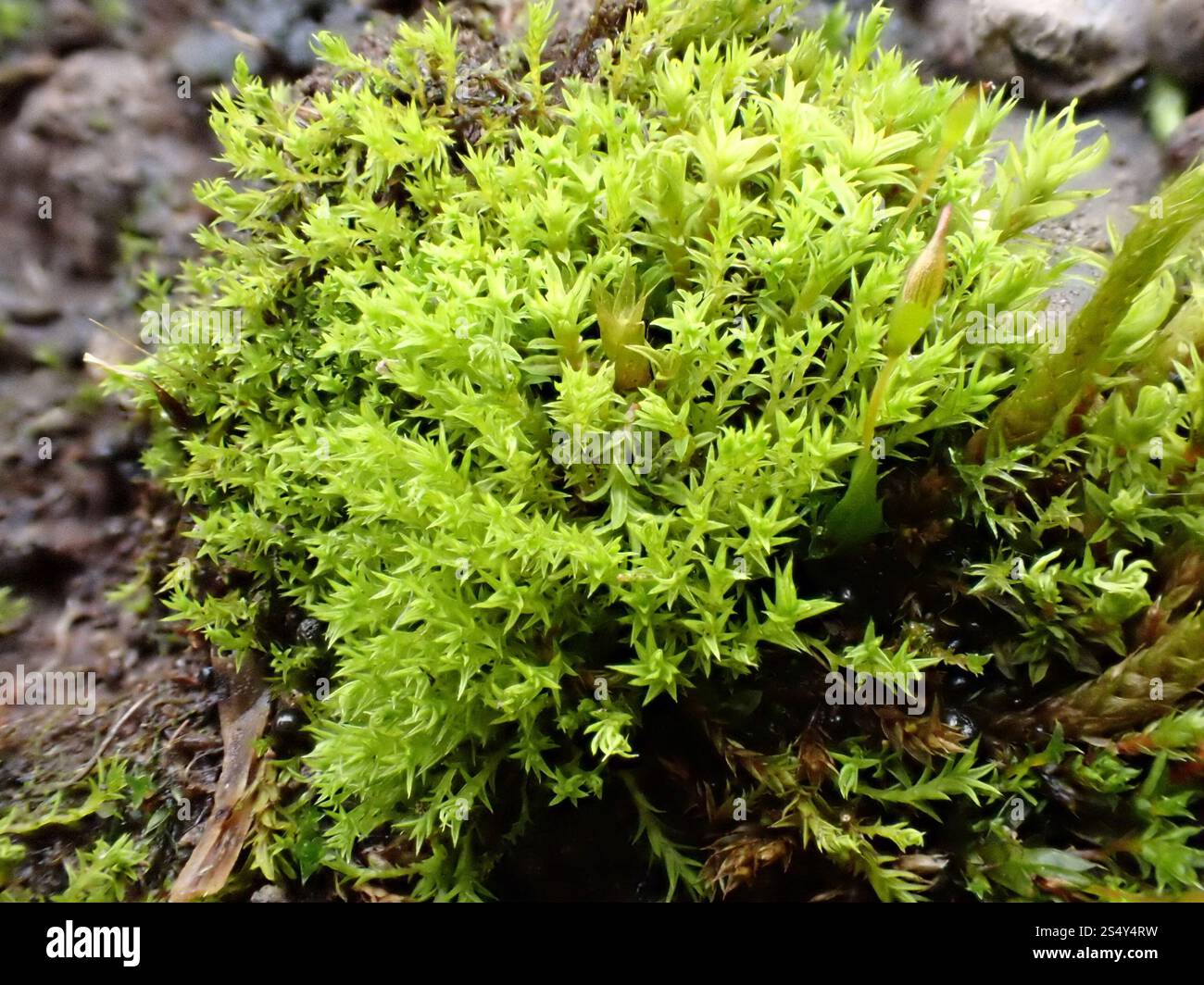 Hornschuch's Beard-moss (Pseudocrossidium hornschuchianum Stock Photo ...