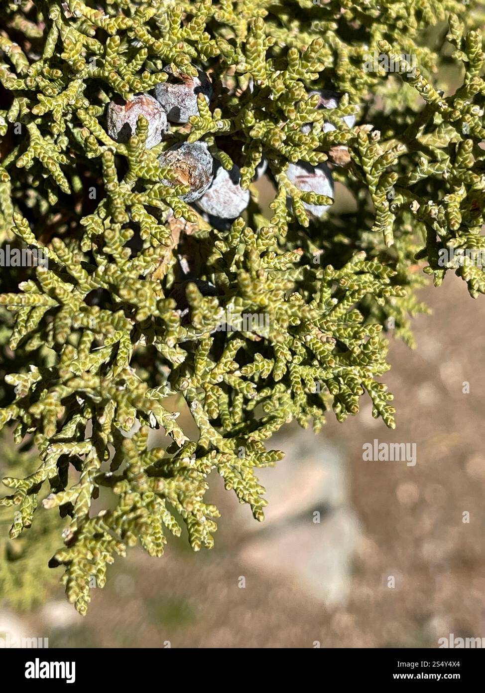 Utah Juniper (Juniperus osteosperma Stock Photo - Alamy
