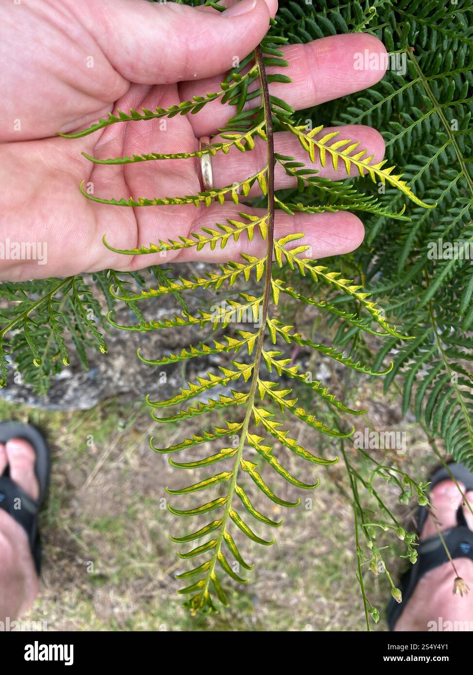 Pityrogramma hi-res stock photography and images - Alamy