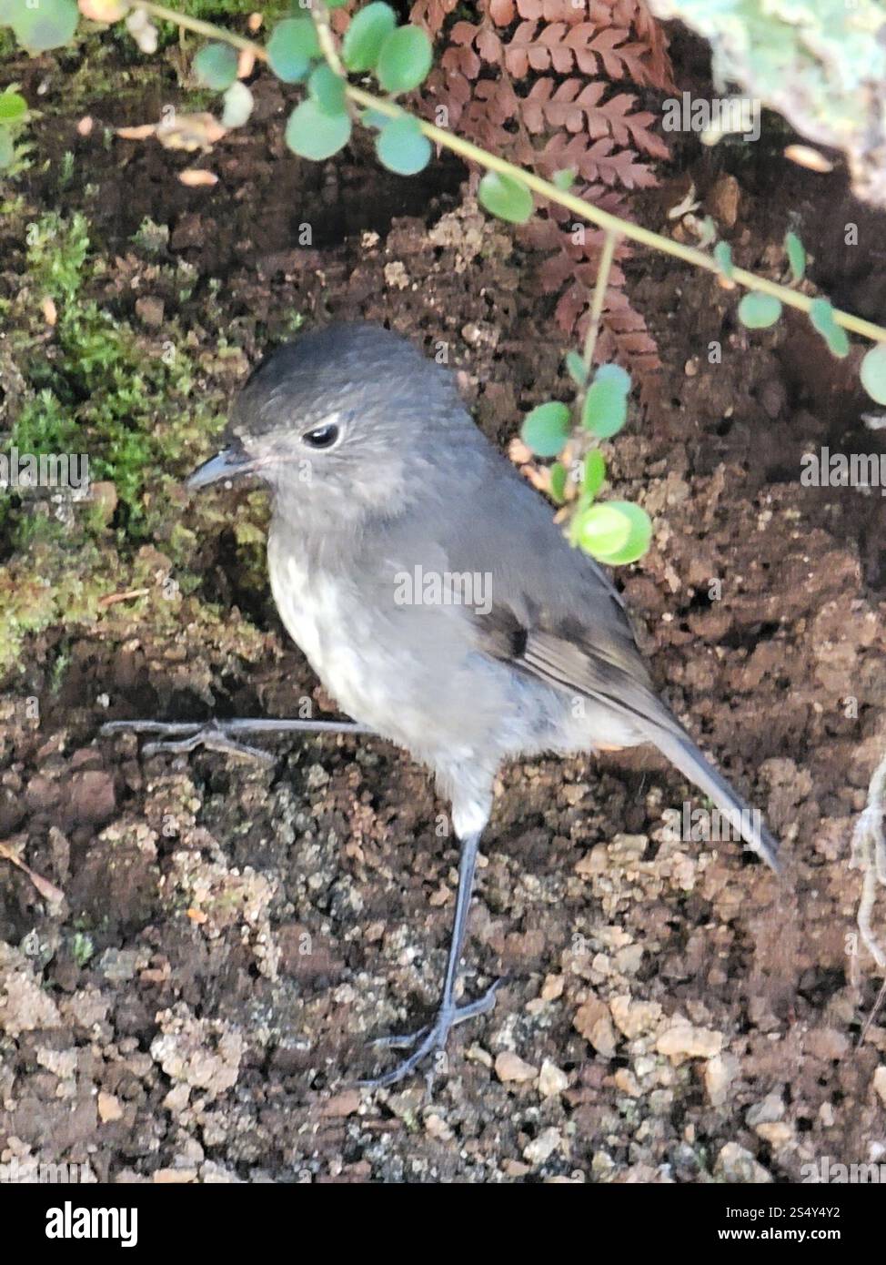 Mainland South Island Robin (Petroica australis australis Stock Photo ...