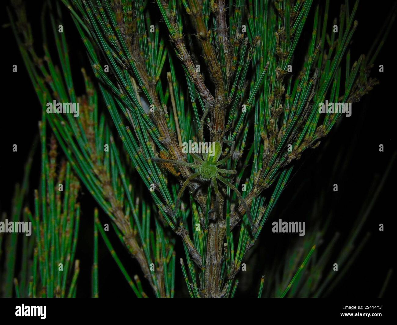 Tasmanian Football Spider (Neosparassus patellatus Stock Photo - Alamy