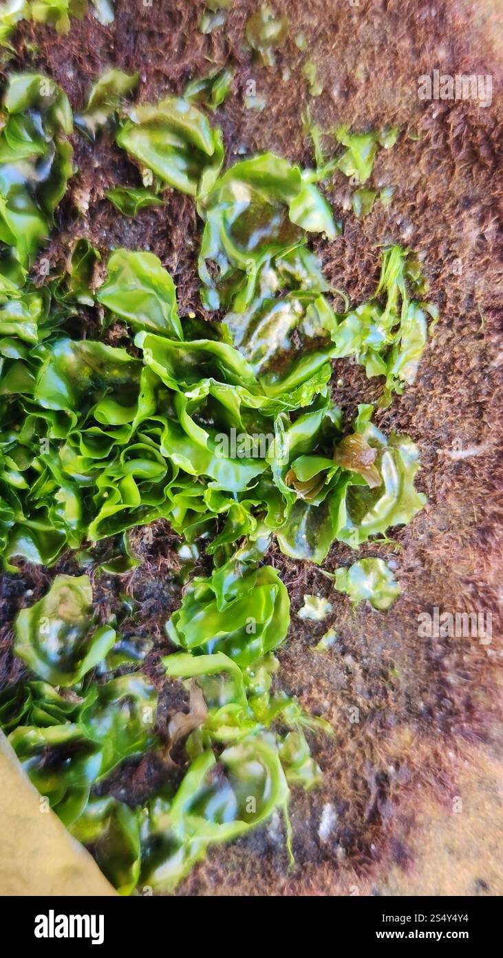 Broadleaf Sea Lettuce (Ulva lactuca Stock Photo - Alamy