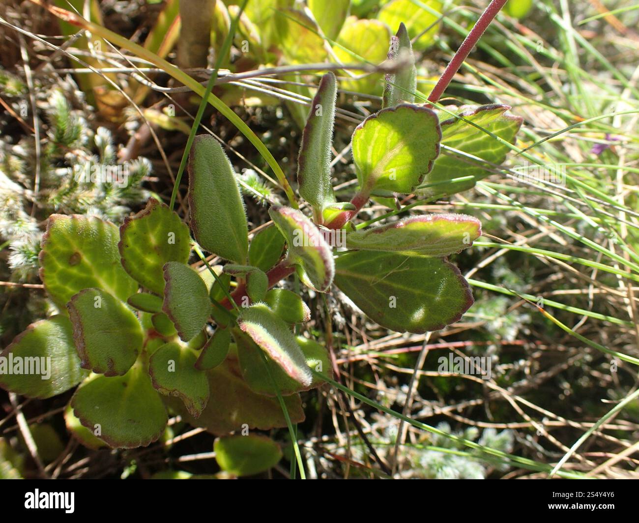 Vicks Plant (Coleus hadiensis Stock Photo - Alamy