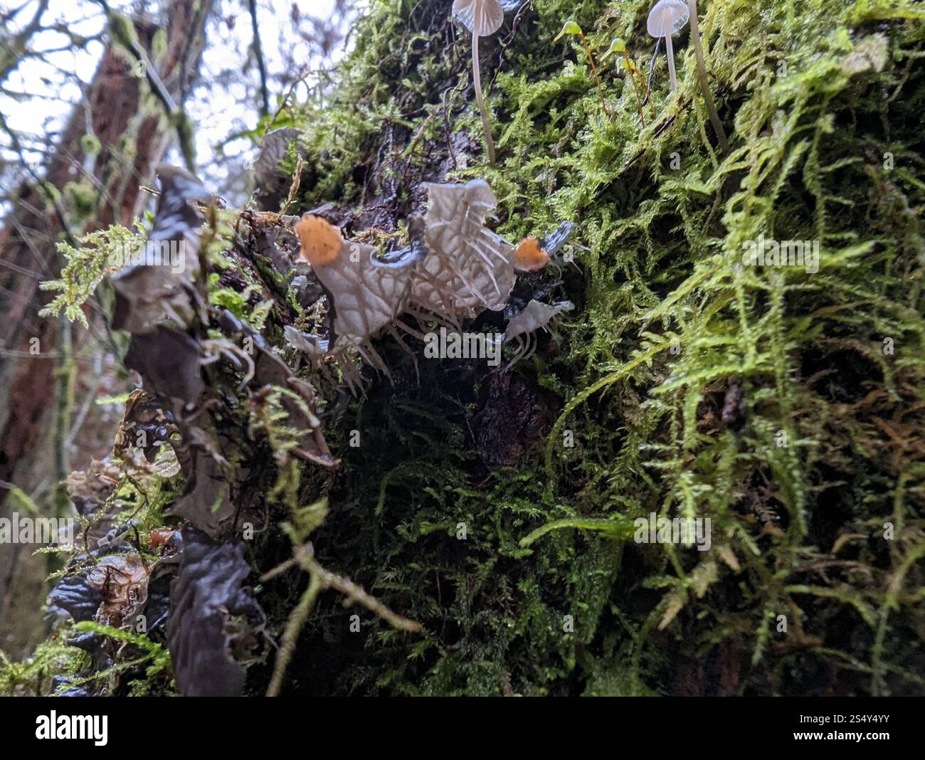 membranous pelt lichen (Peltigera membranacea Stock Photo - Alamy