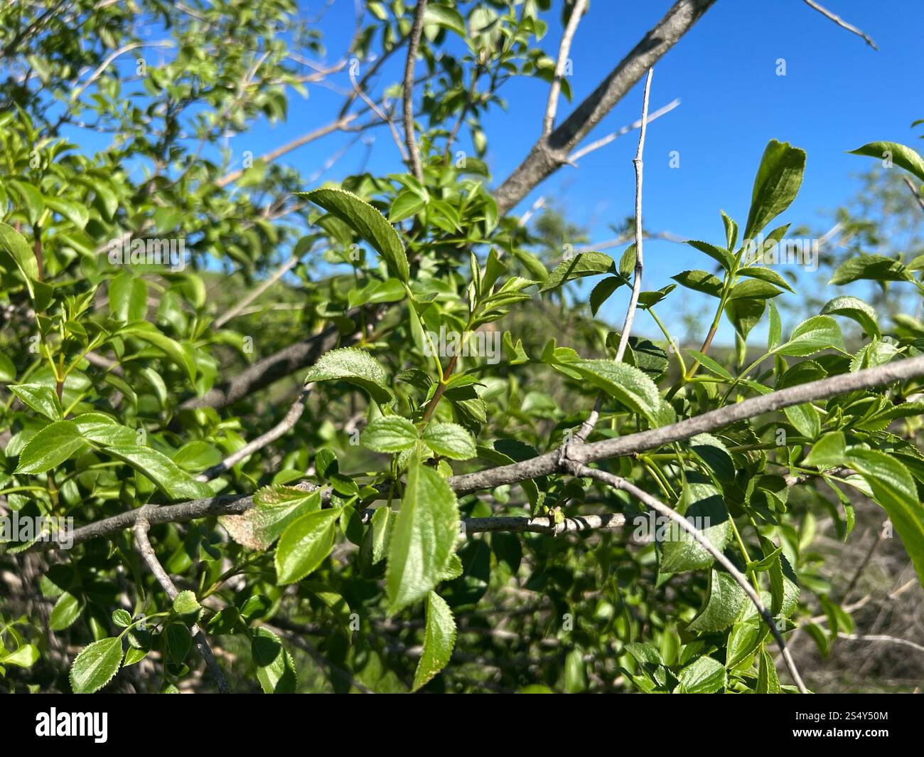 blue elder (Sambucus cerulea Stock Photo - Alamy