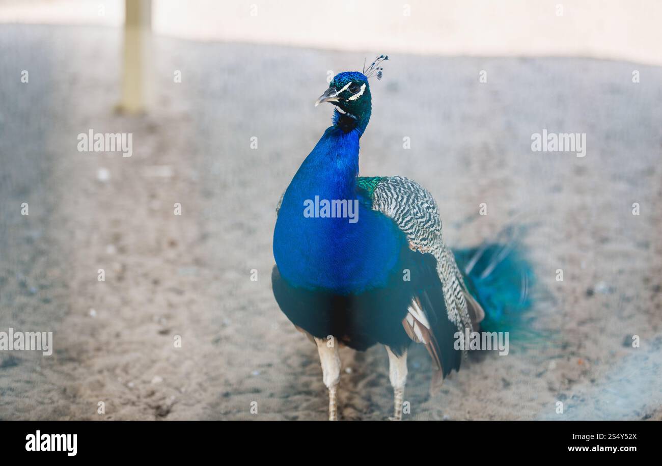 Male colorful hi-res stock photography and images - Alamy