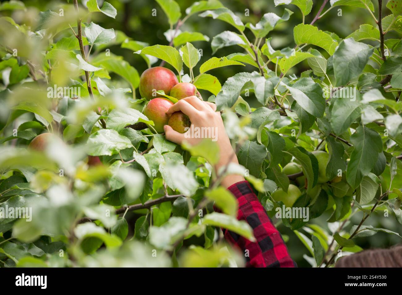Female hand holding branch hi-res stock photography and images - Alamy