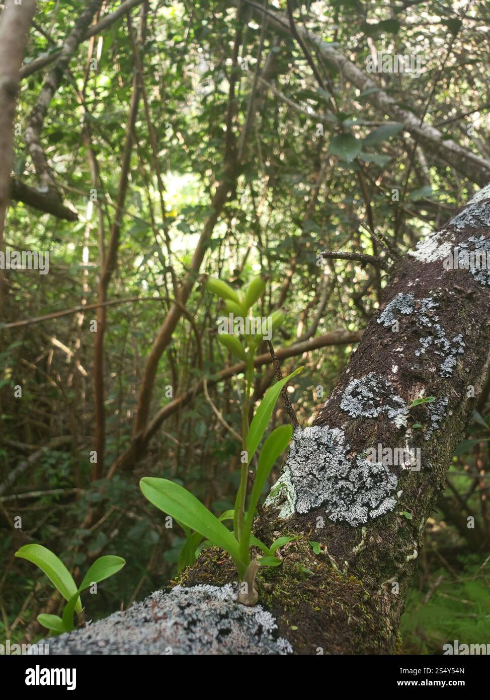 yellow helmet orchid (Polystachya concreta Stock Photo - Alamy