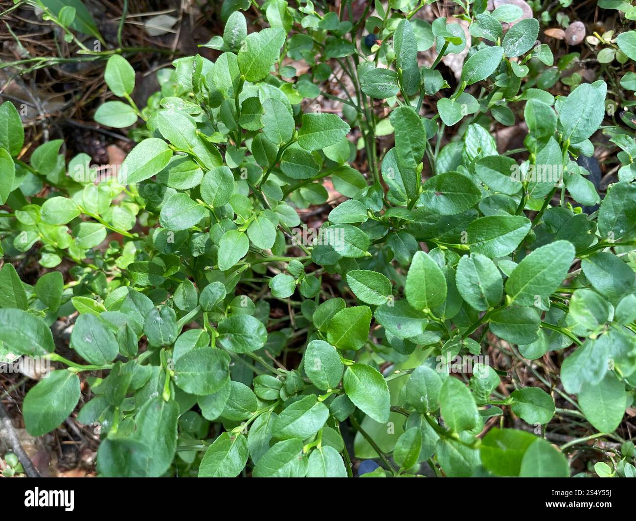 common bilberry (Vaccinium myrtillus Stock Photo - Alamy
