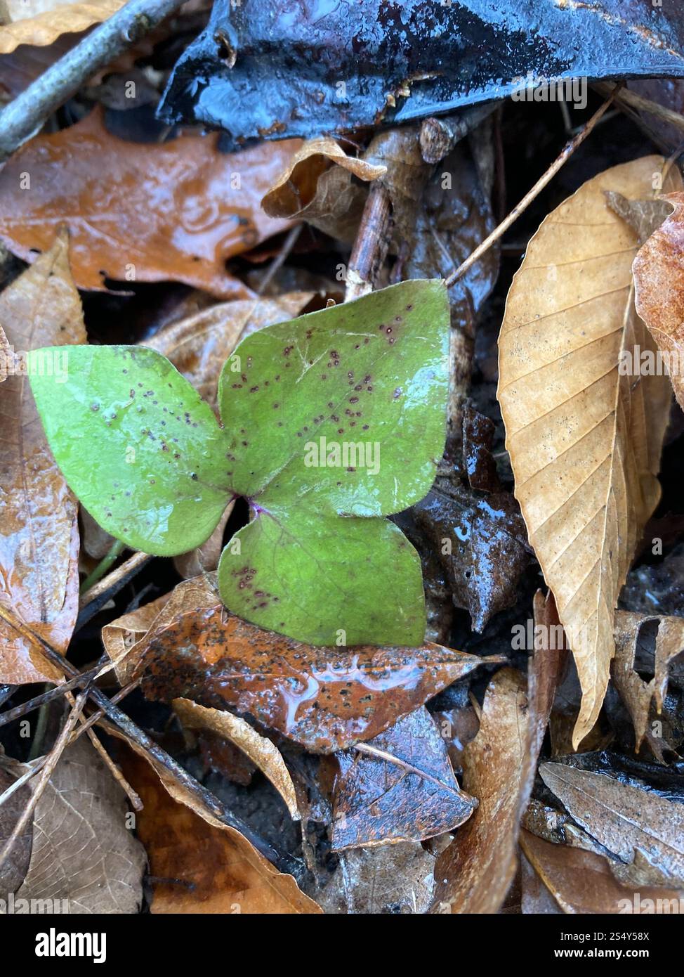 sharp-lobed hepatica (Hepatica acutiloba Stock Photo - Alamy