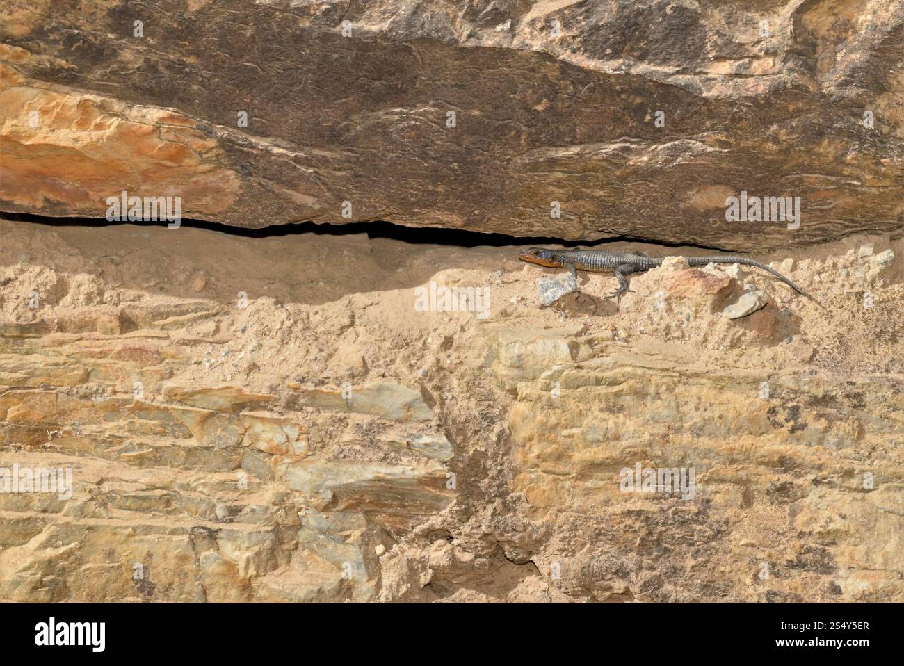 Blue-spotted Girdled Lizard (Ninurta coeruleopunctatus Stock Photo - Alamy