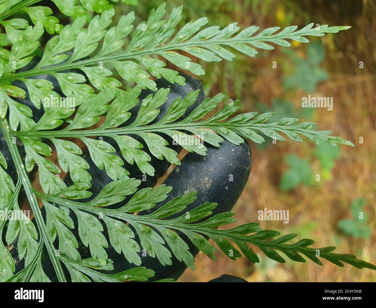 hen and chickens fern (Asplenium gracillimum Stock Photo - Alamy