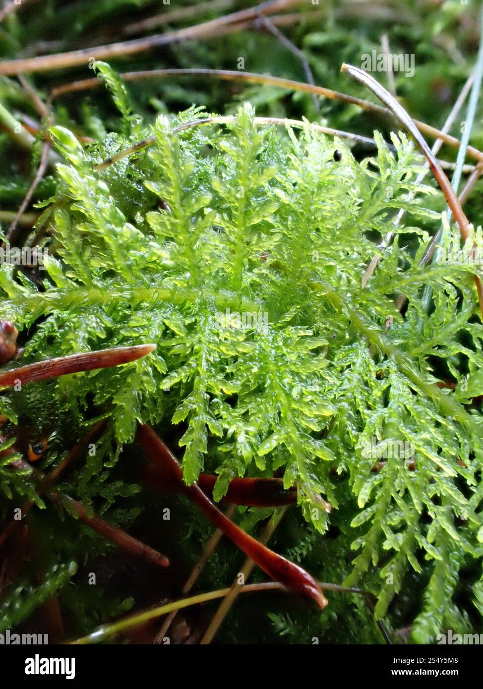 Common Tamarisk-moss (Thuidium tamariscinum Stock Photo - Alamy