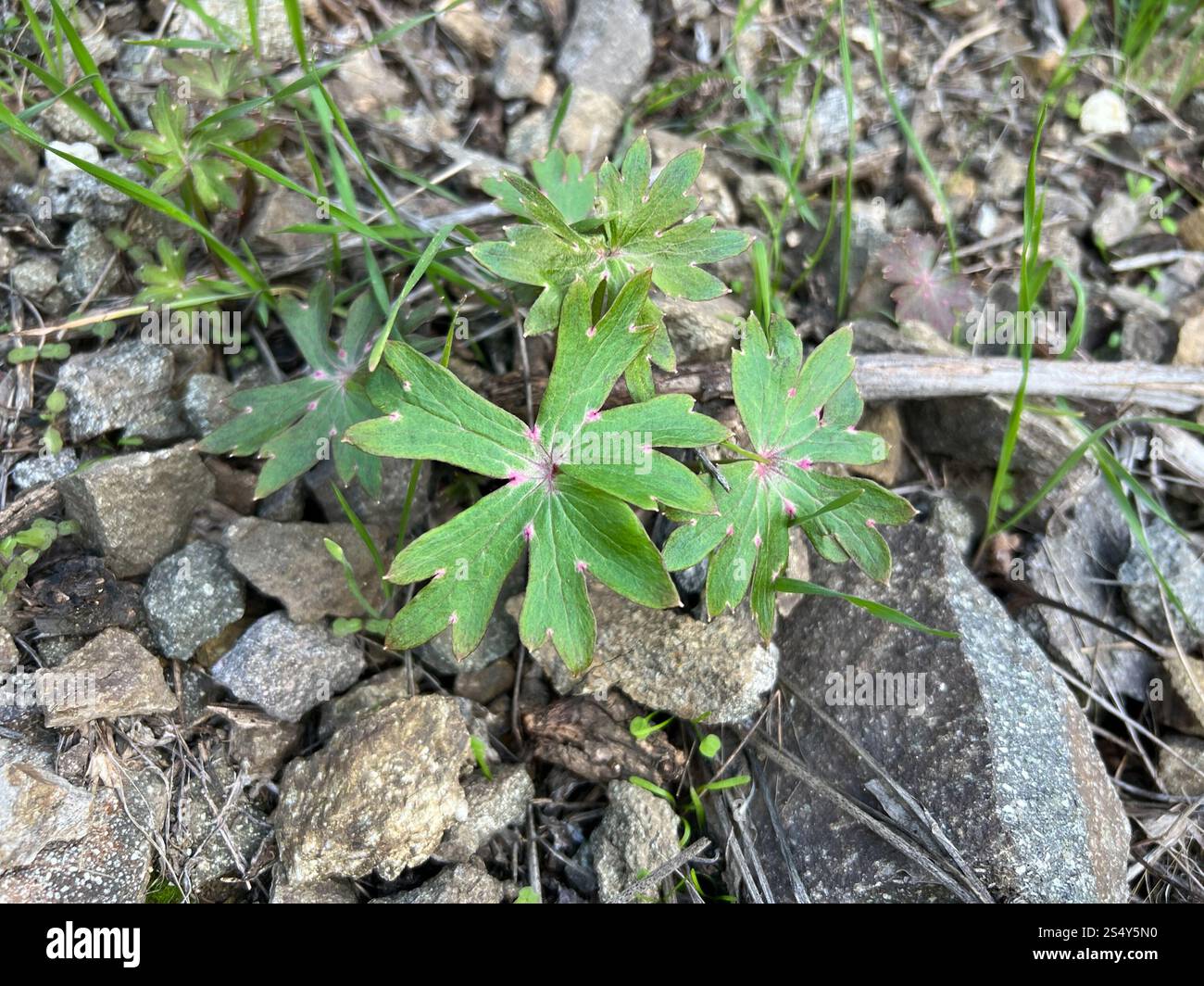 Scarlet larkspur hi-res stock photography and images - Alamy