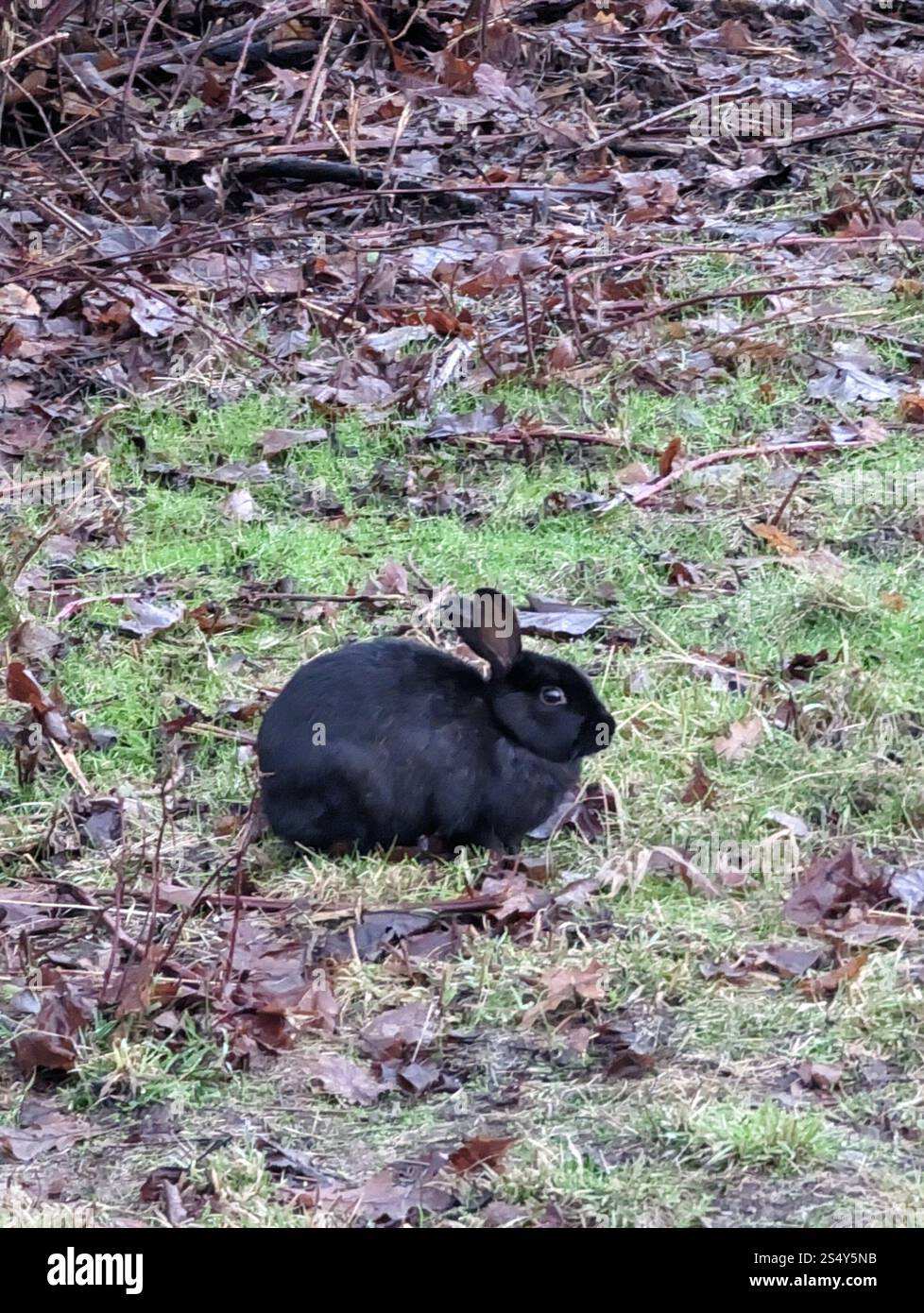 Domestic Rabbit (Oryctolagus cuniculus domesticus Stock Photo - Alamy
