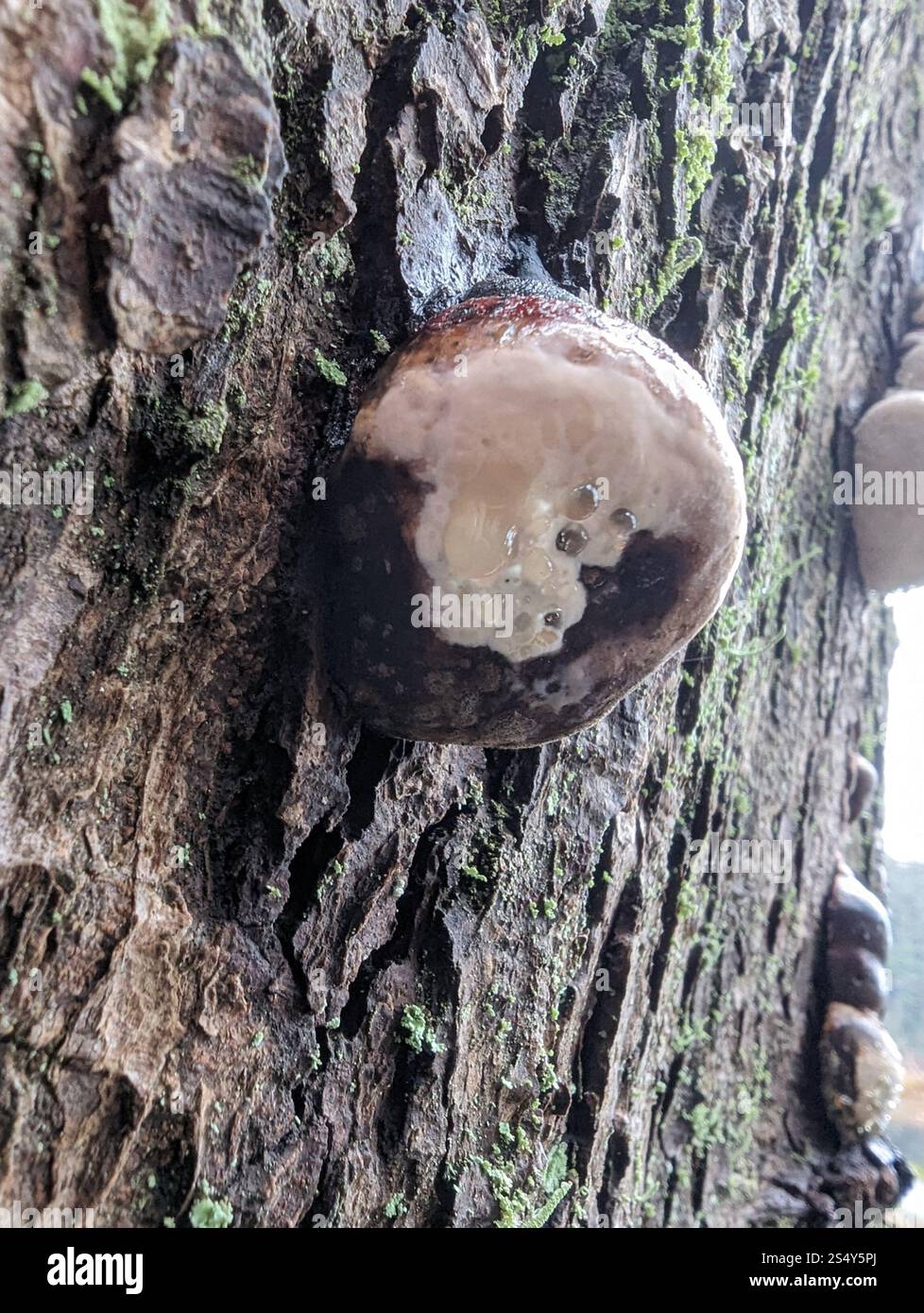 Northern Red Belt (Fomitopsis mounceae Stock Photo - Alamy