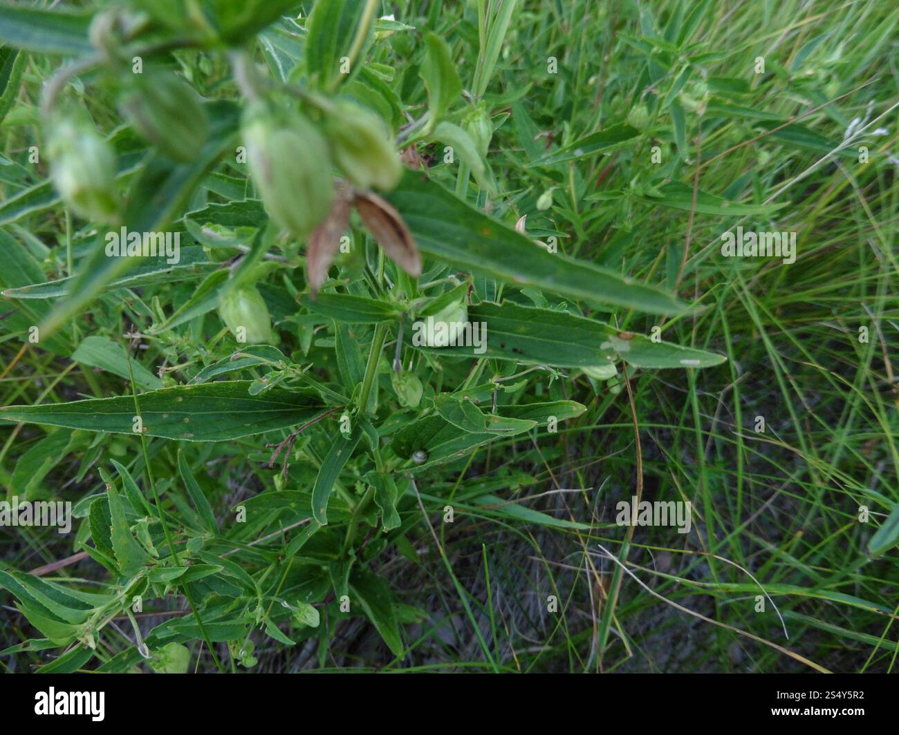 Tall violet hi-res stock photography and images - Alamy