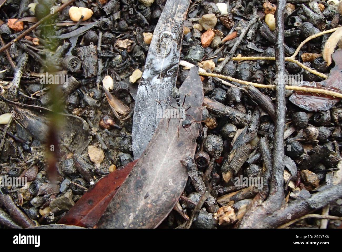 Inch Ant (Myrmecia pyriformis Stock Photo - Alamy