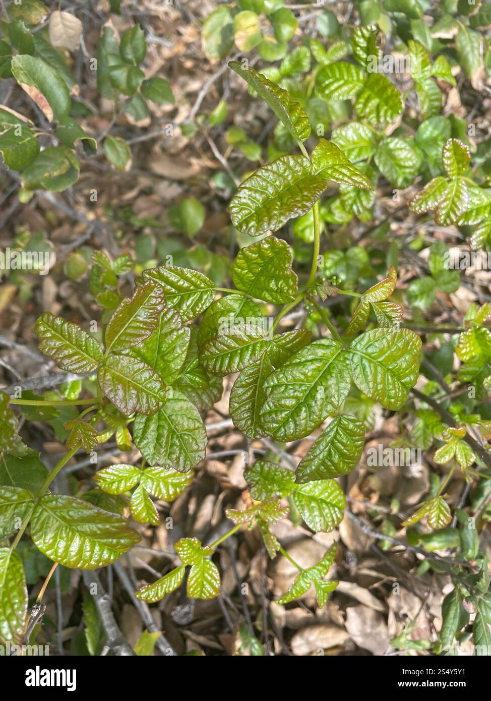 Pacific poison oak (Toxicodendron diversilobum Stock Photo - Alamy