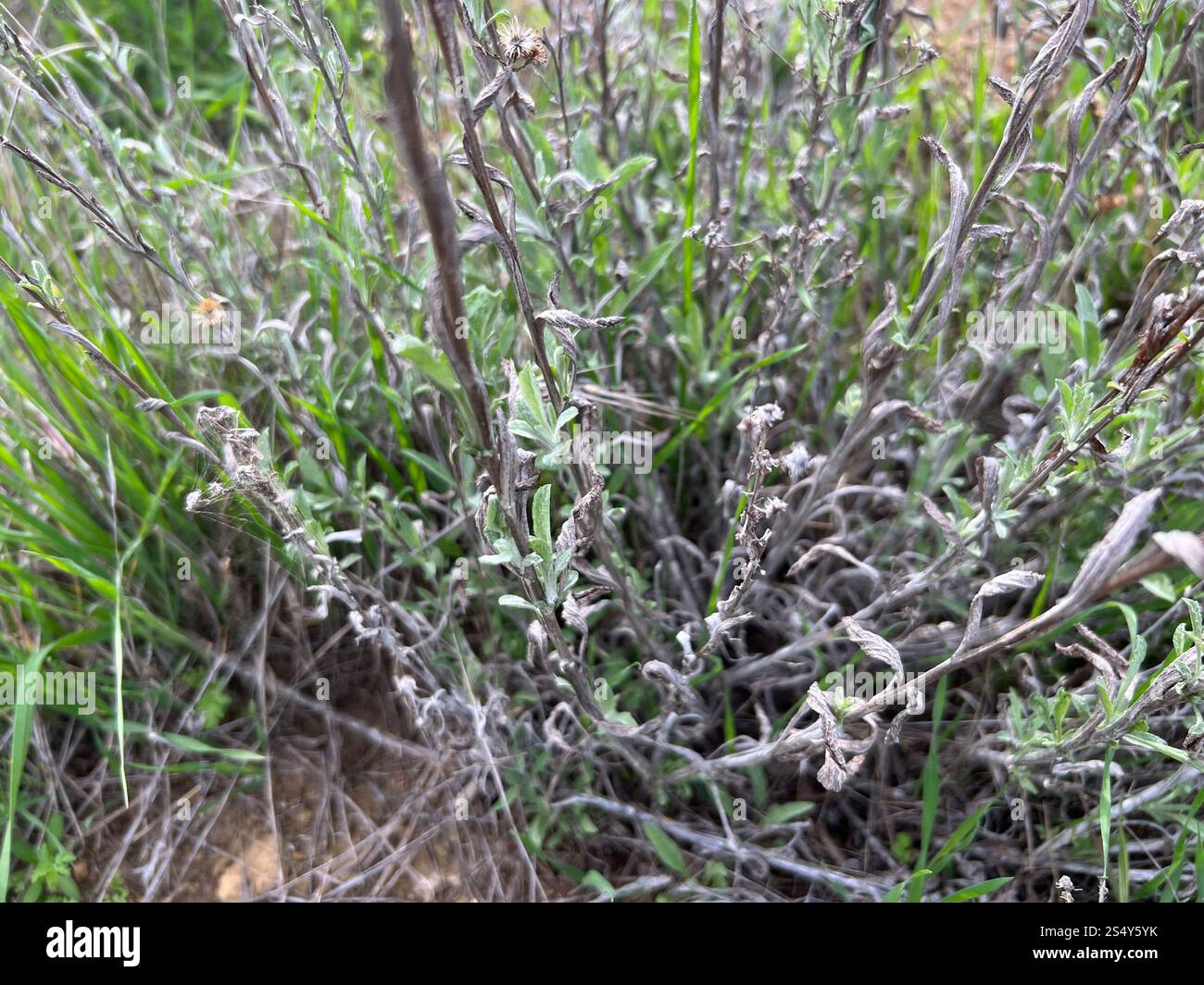 California Aster (Corethrogyne filaginifolia Stock Photo - Alamy