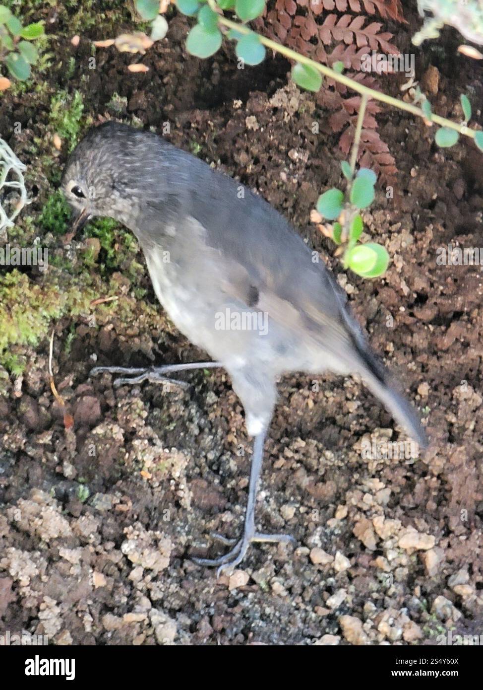 Mainland South Island Robin (Petroica australis australis Stock Photo ...