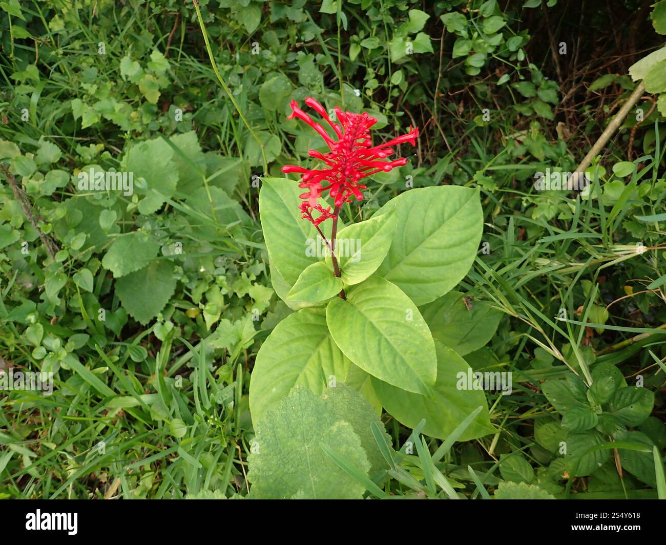 Firespike (Odontonema tubaeforme Stock Photo - Alamy