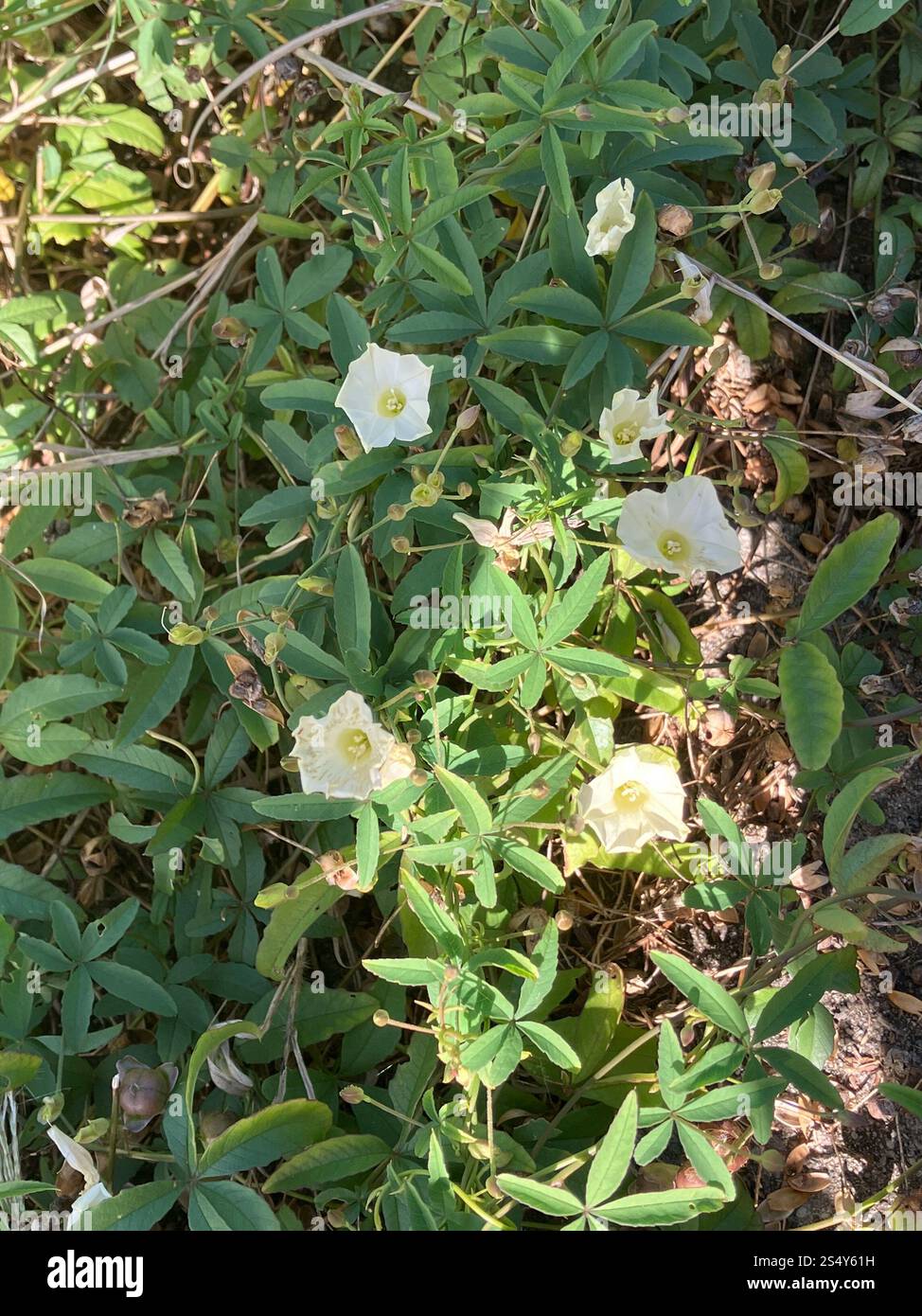 Rock Rosemary (Distimake quinquefolius Stock Photo - Alamy