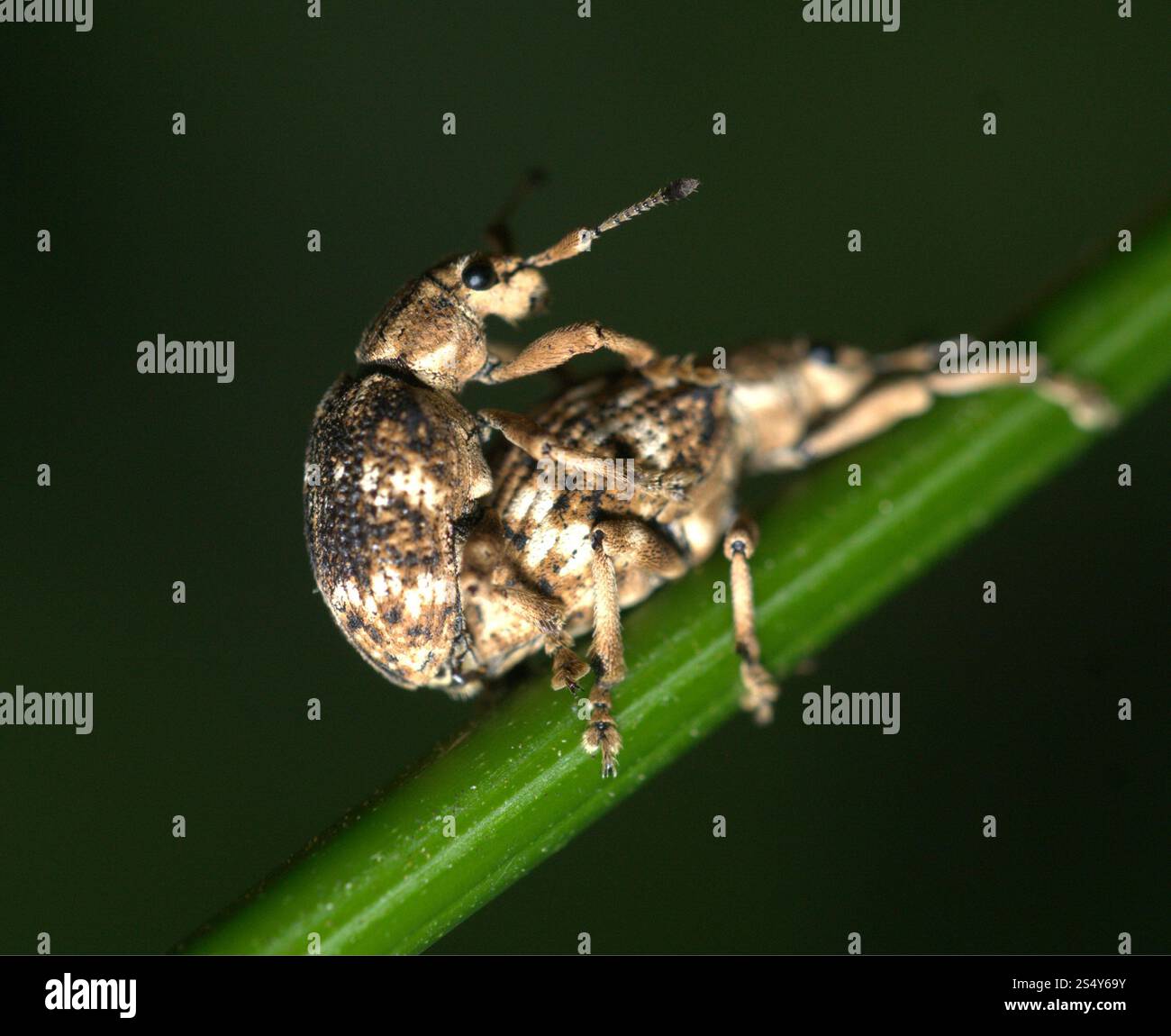 Broad-nosed Weevils (Entiminae Stock Photo - Alamy