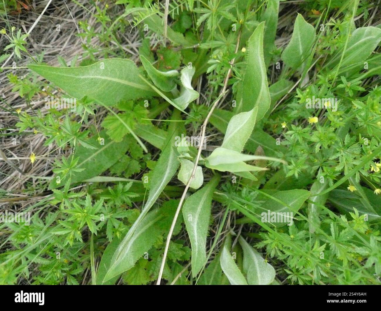 Queen Anne's thistle (Cirsium canum Stock Photo - Alamy
