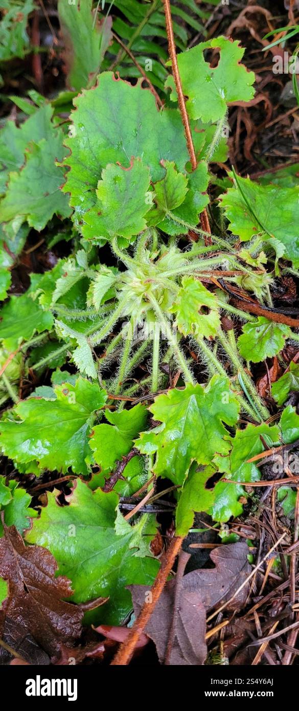 crevice alumroot (Heuchera micrantha Stock Photo - Alamy