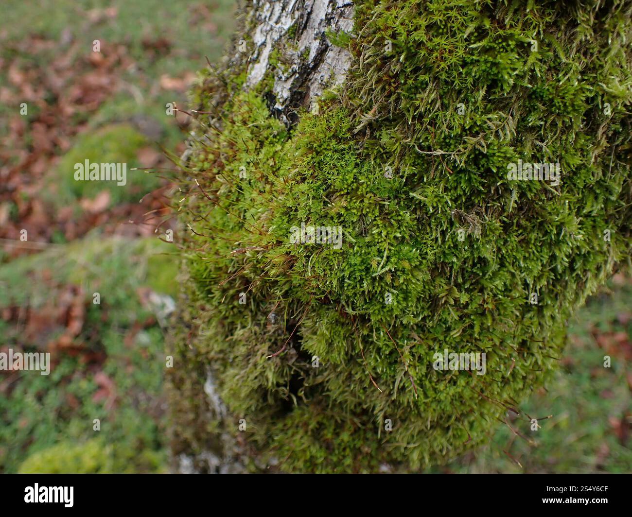 Brown Screw-moss (Syntrichia princeps Stock Photo - Alamy